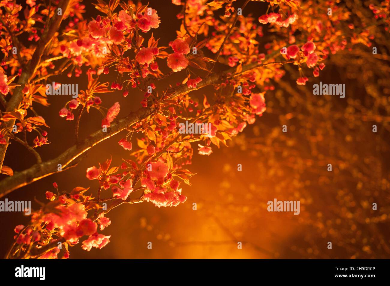 A branch of a cherry tree illuminated by the light of fire Stock Photo ...