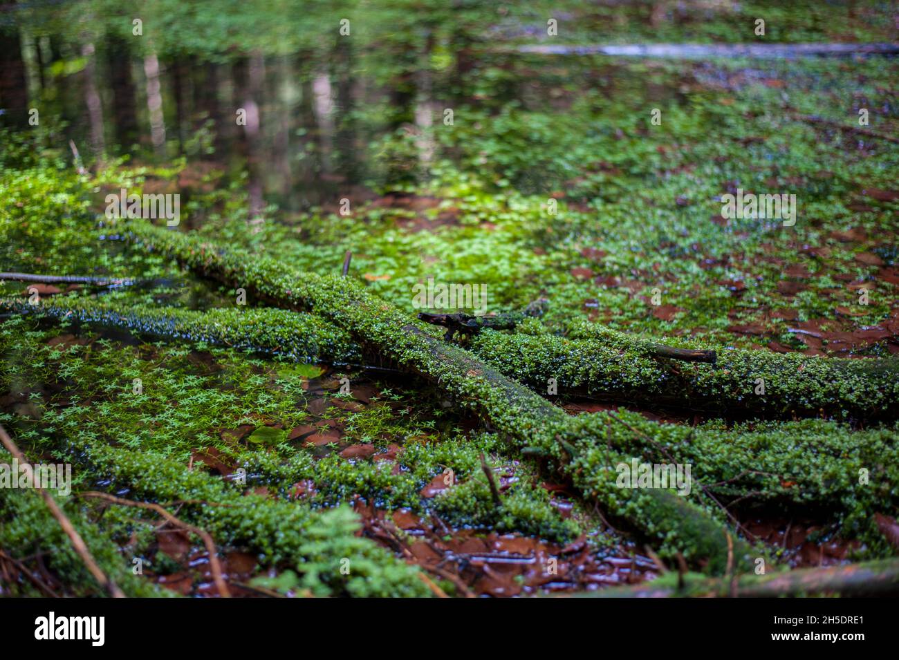 Leaf covered swamp in forest hi-res stock photography and images - Alamy