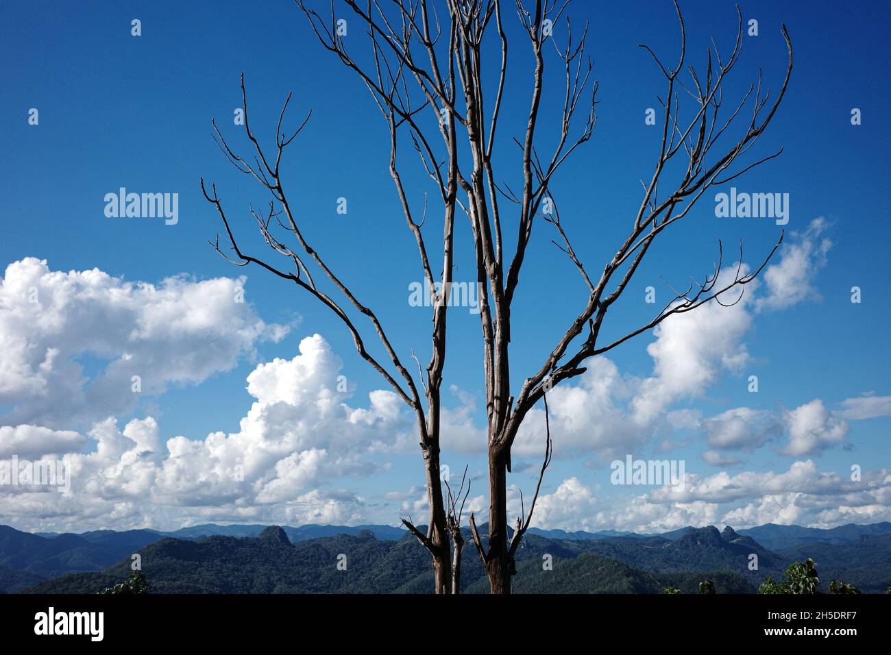 Dry tree stem and branches without leaf in hot drought zone of tropical ...