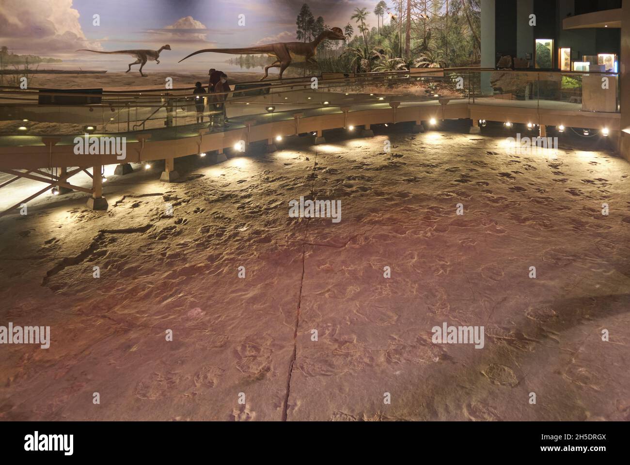 Real fossil tracks and a model of a Dilophosaurus. At Dinosaur State ...