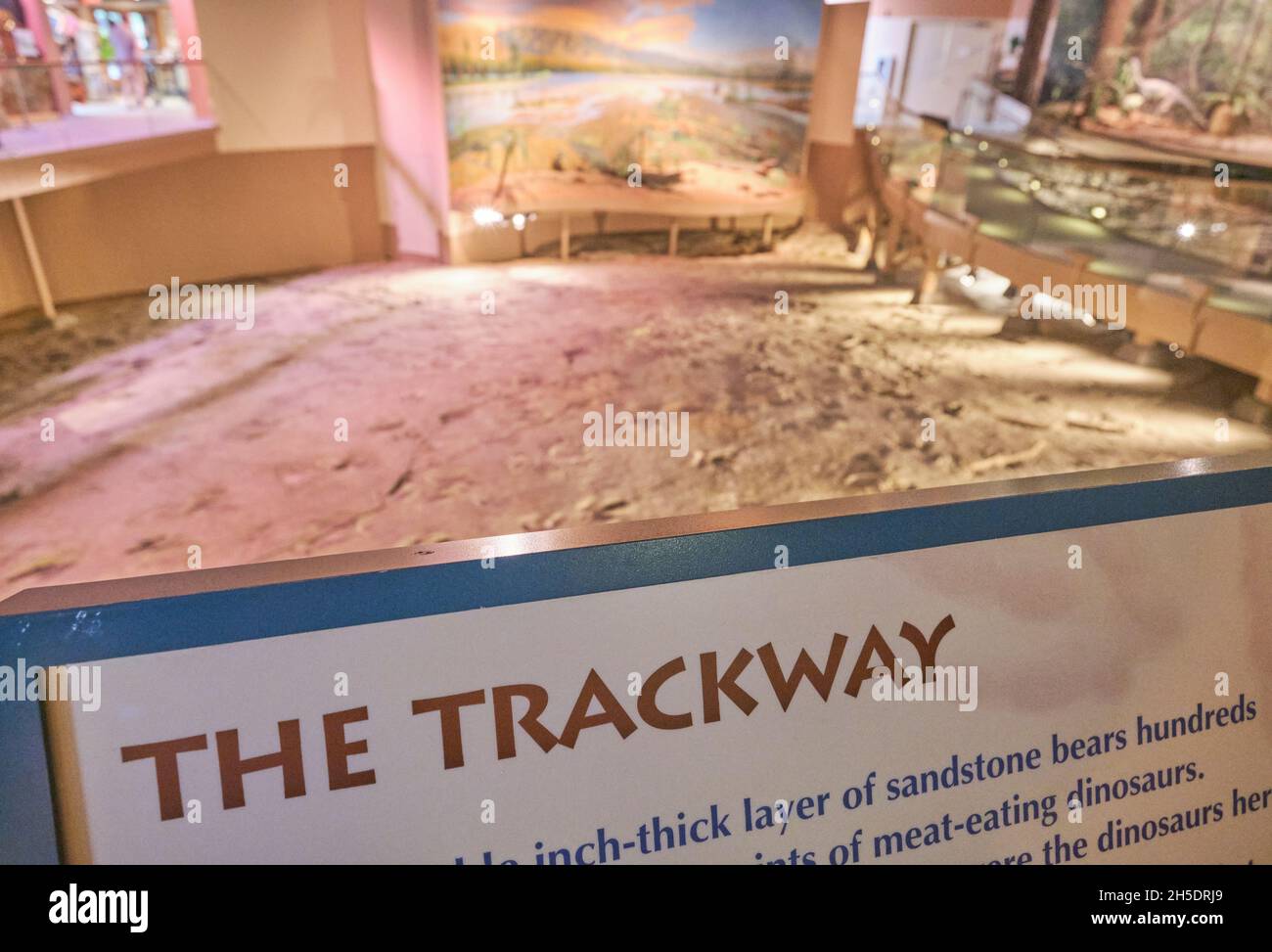 The real fossil trackway area, the reason for the museum. At Dinosaur ...