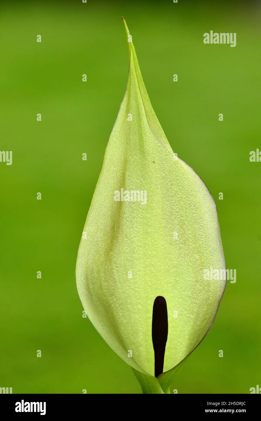 lords and ladies in flower Stock Photo - Alamy