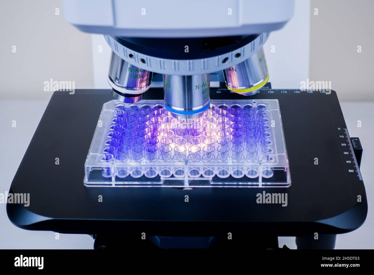 Analysis using a microscope. Bacteria in a medical plate under a ...
