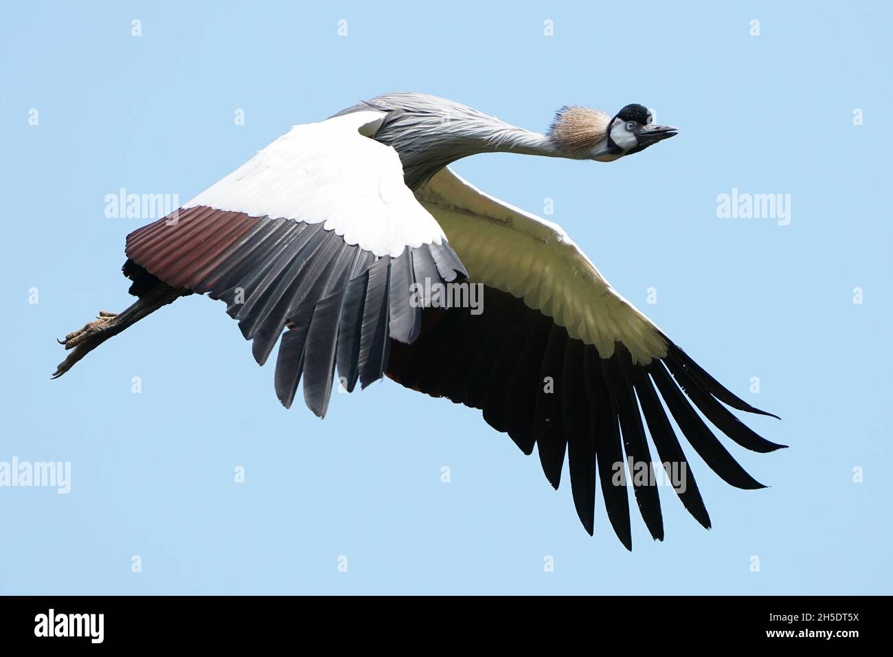Common crane flying on a clear blue sky background Stock Photo - Alamy