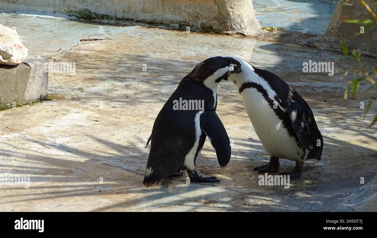 Kissing penguins hi-res stock photography and images - Alamy
