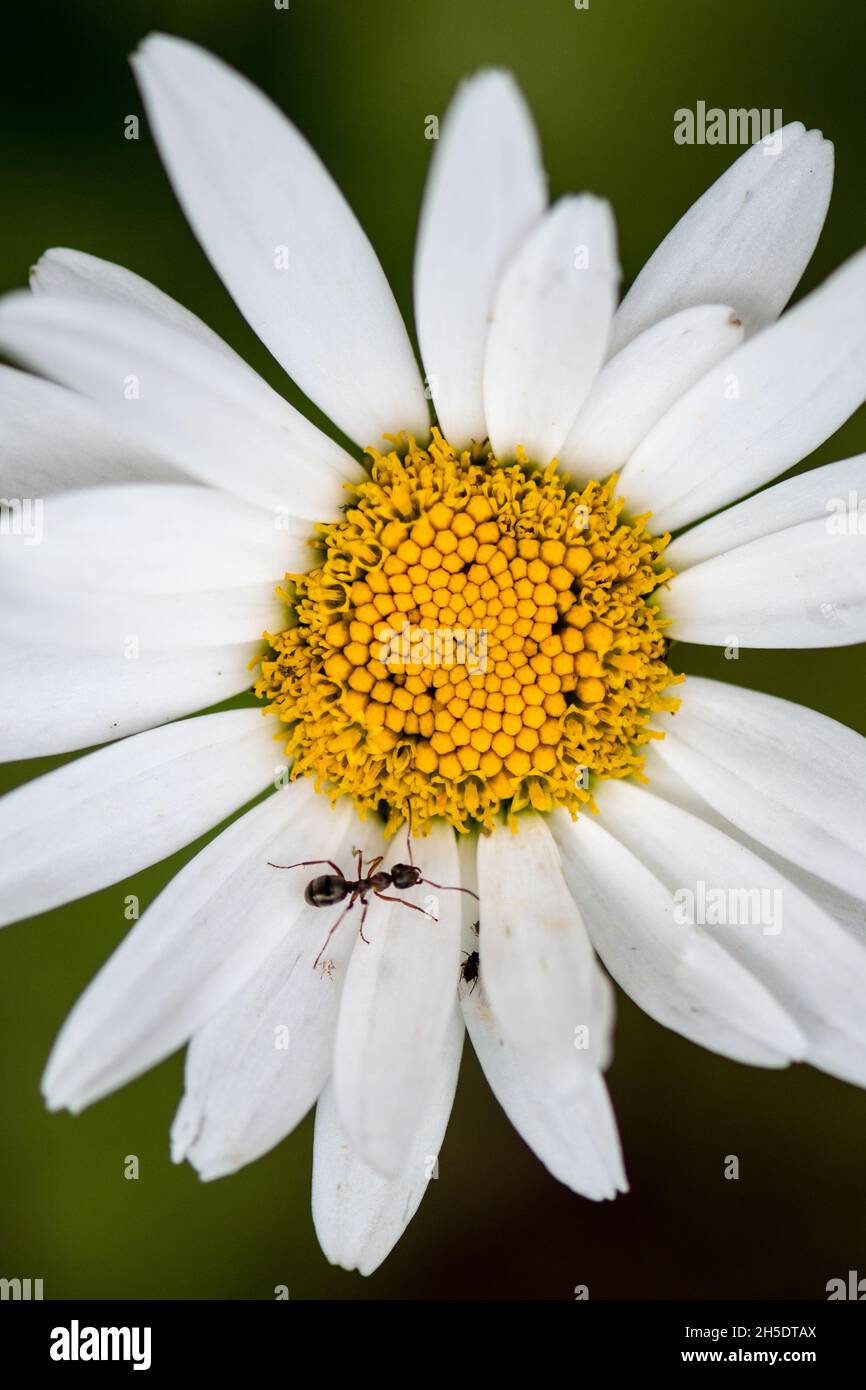 Vertical shot of an ant crawling on a daisy flower Stock Photo - Alamy