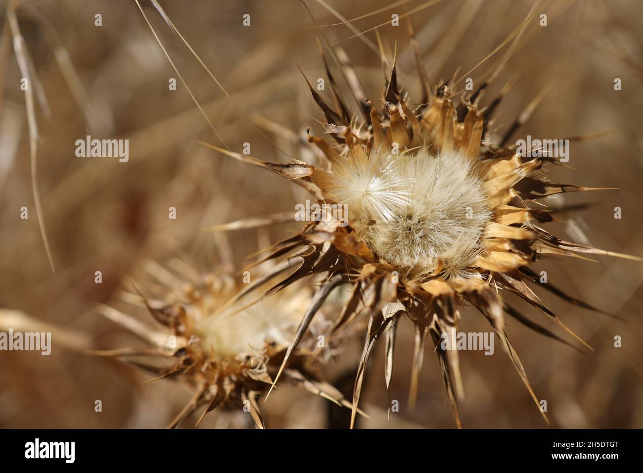 Small bushy plant hi-res stock photography and images - Alamy