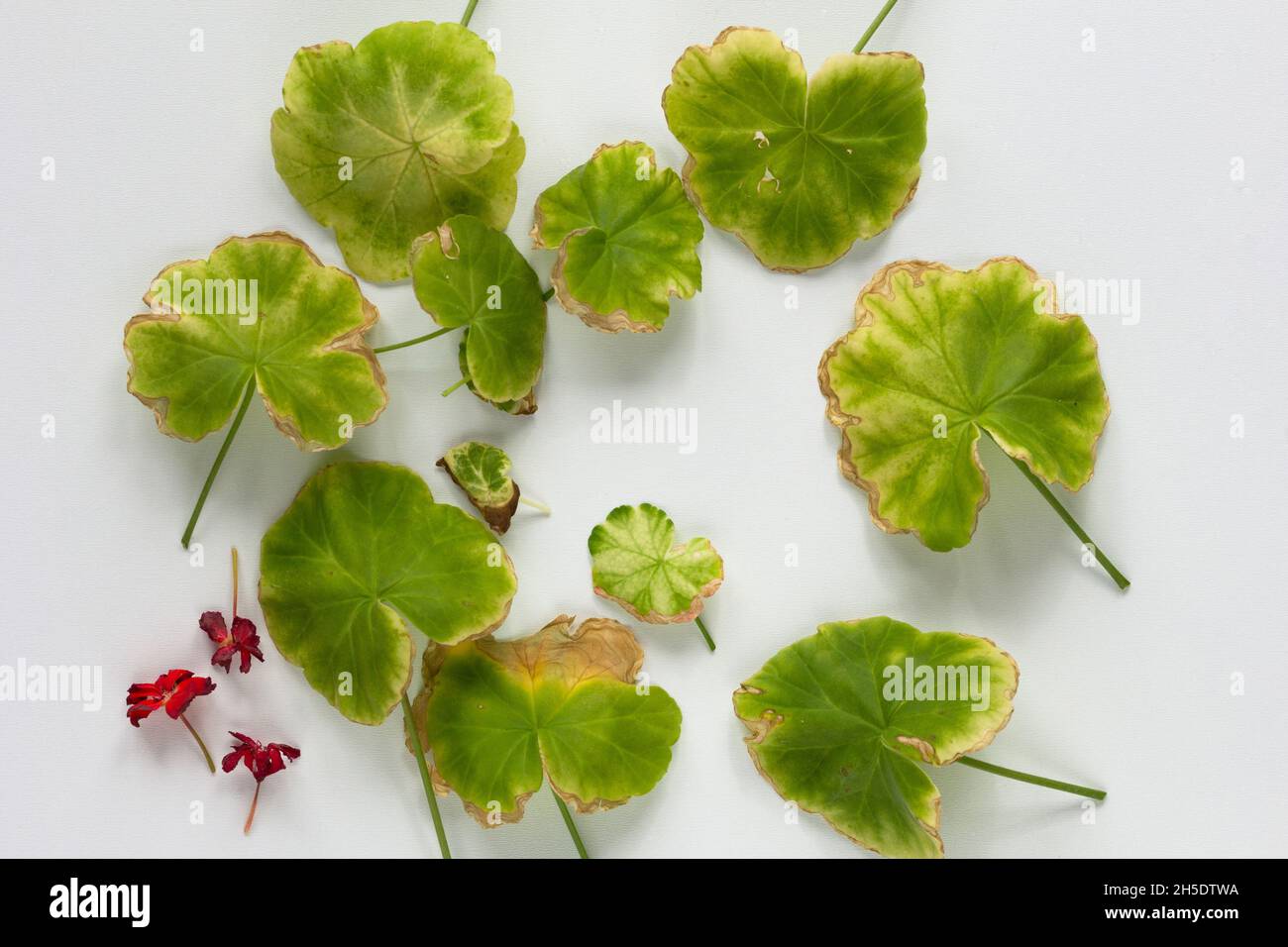 Top view of cutted yellow leaves of blooming geranium damaged because ...