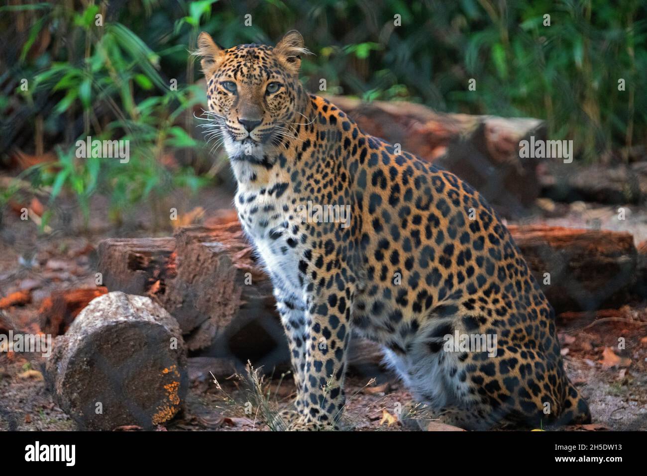 African leopard sitting near tree logs in the wilderness Stock Photo ...