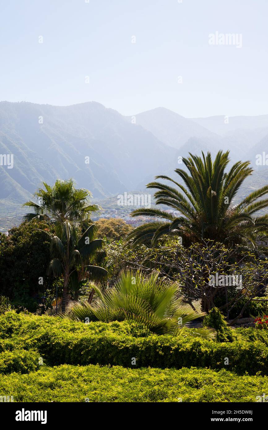Landscape of green tropical palm trees growing in the countryside Stock ...