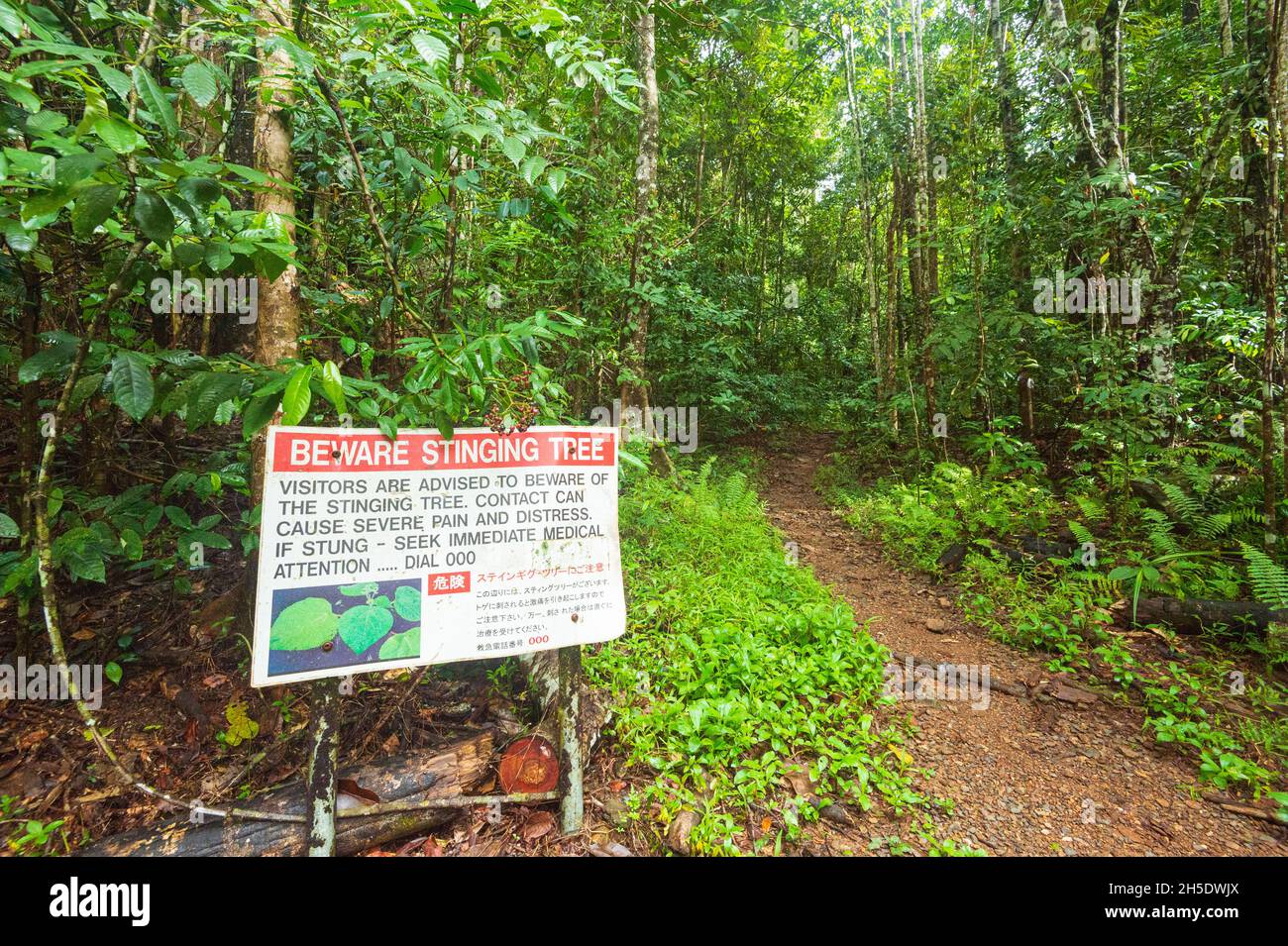 Stinging trees australia hi-res stock photography and images - Alamy