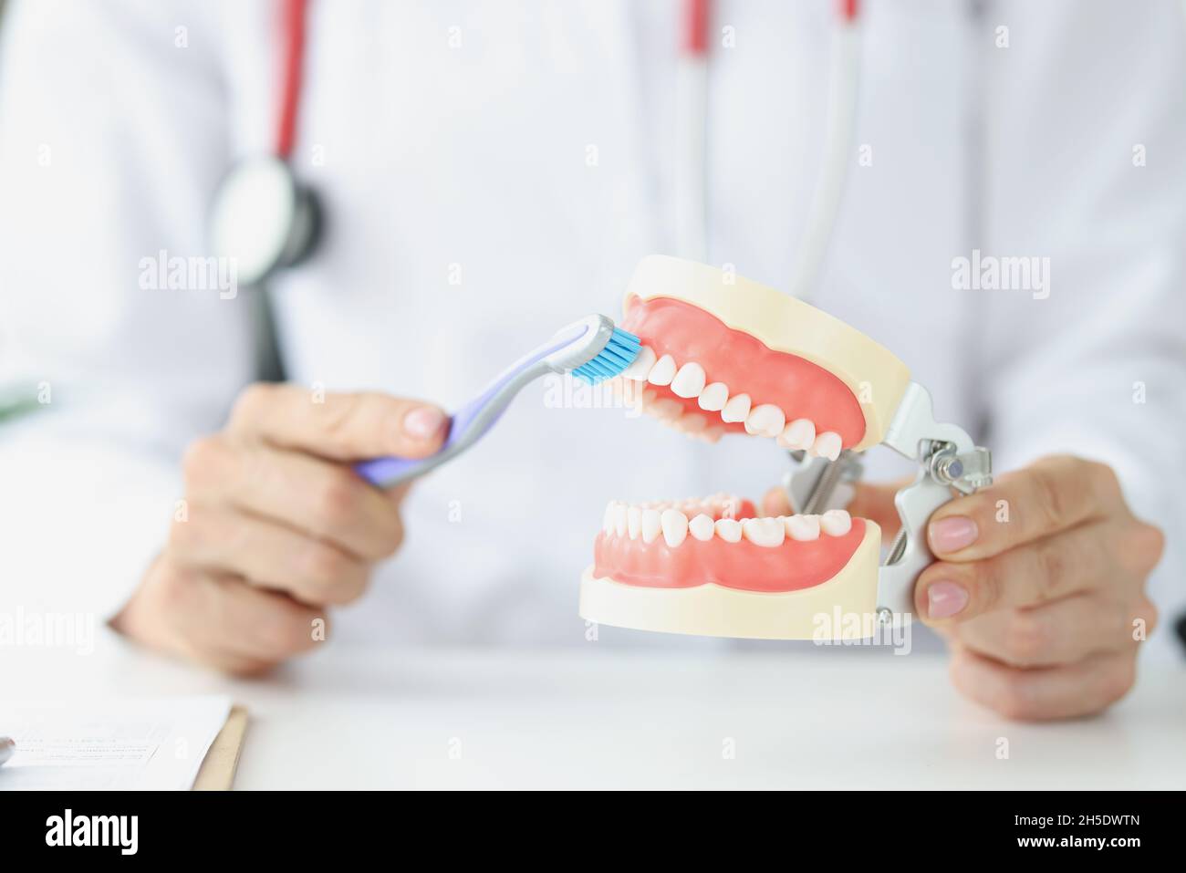 Dentist showing how to brush teeth with toothbrush on artificial jaw ...