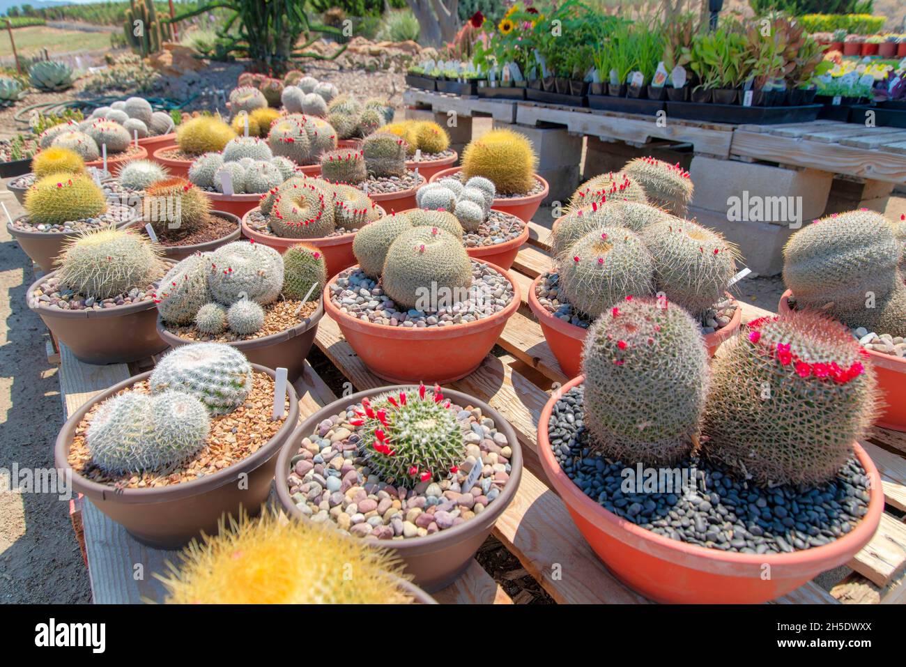 Different types of cactuses in a pot with small pebbles Stock Photo - Alamy