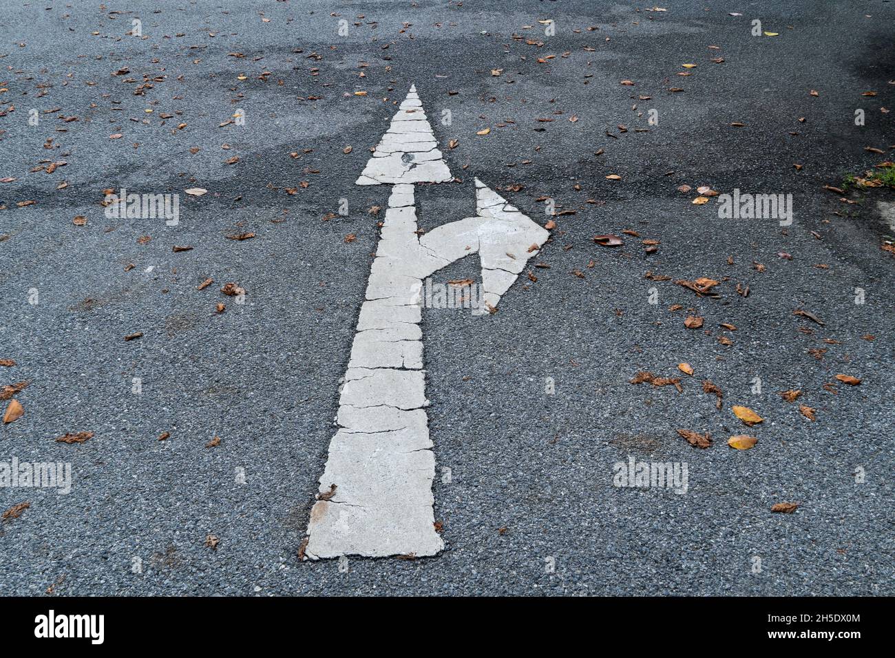 Two way white arrow sign on a road with fallen leaves on the ground ...