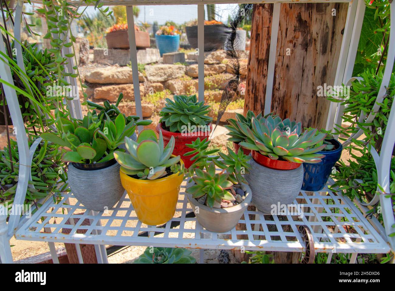 Different types of succulents in a pot on a white metal rack Stock ...