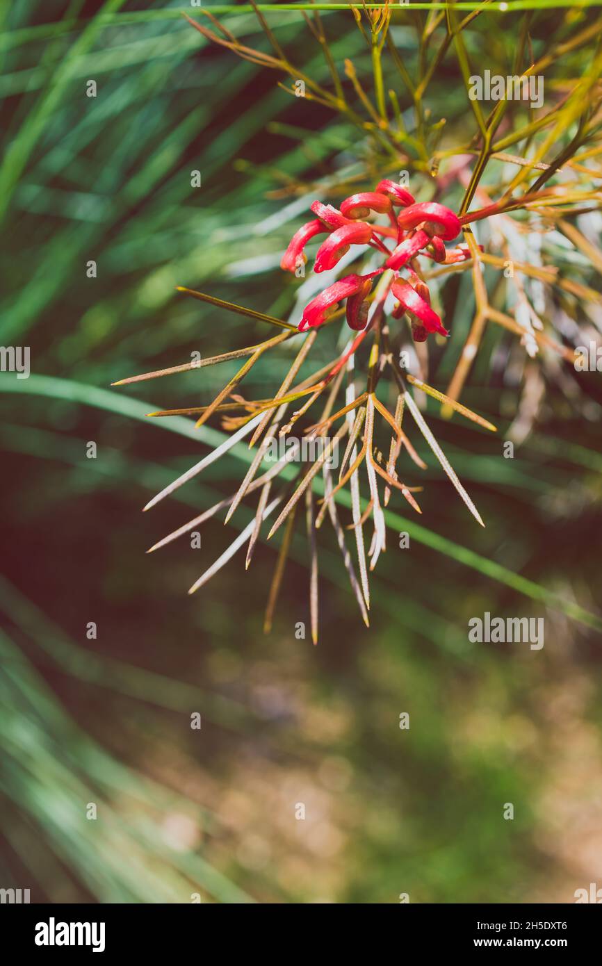 native Australian red grevillea plant outdoor in beautiful tropical ...