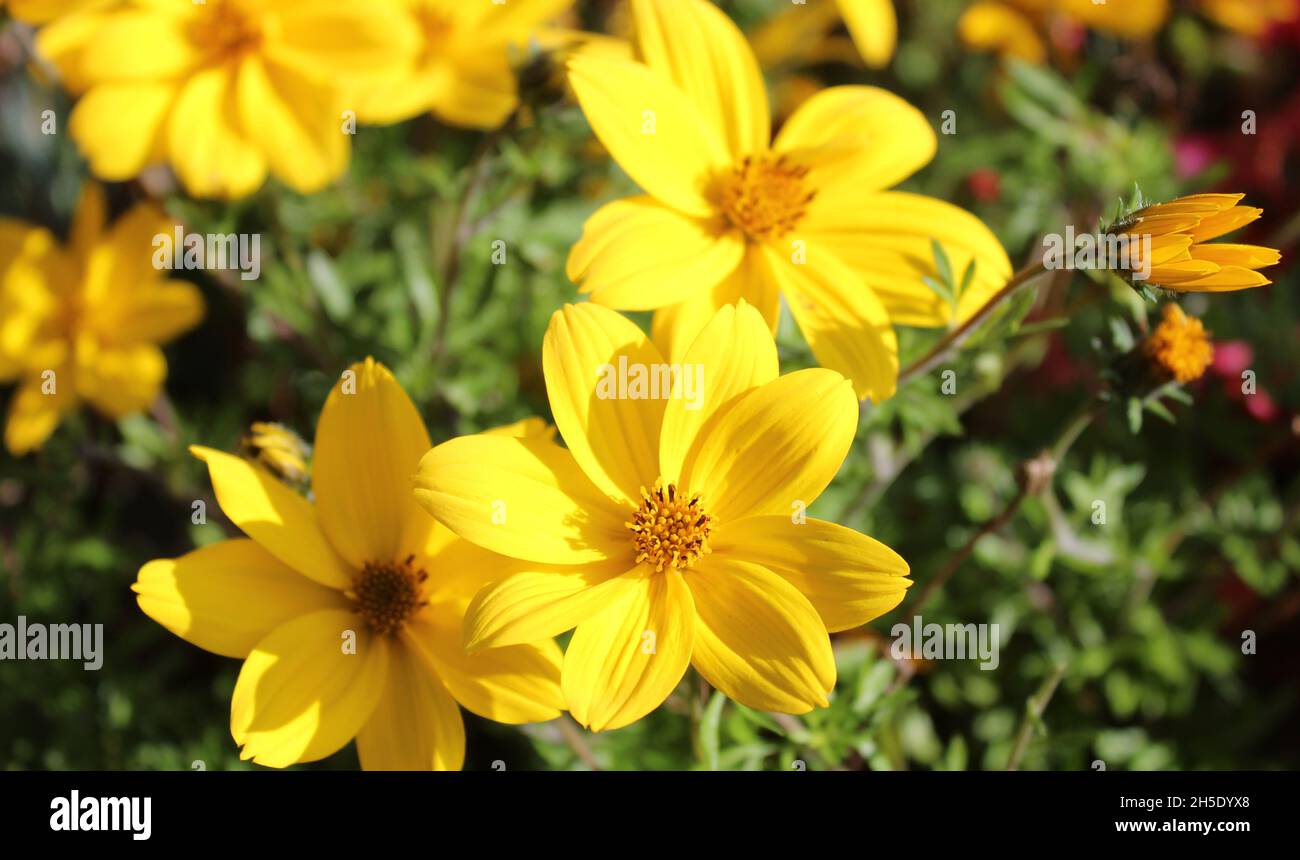 beautiful beggarticks in the garden Stock Photo - Alamy