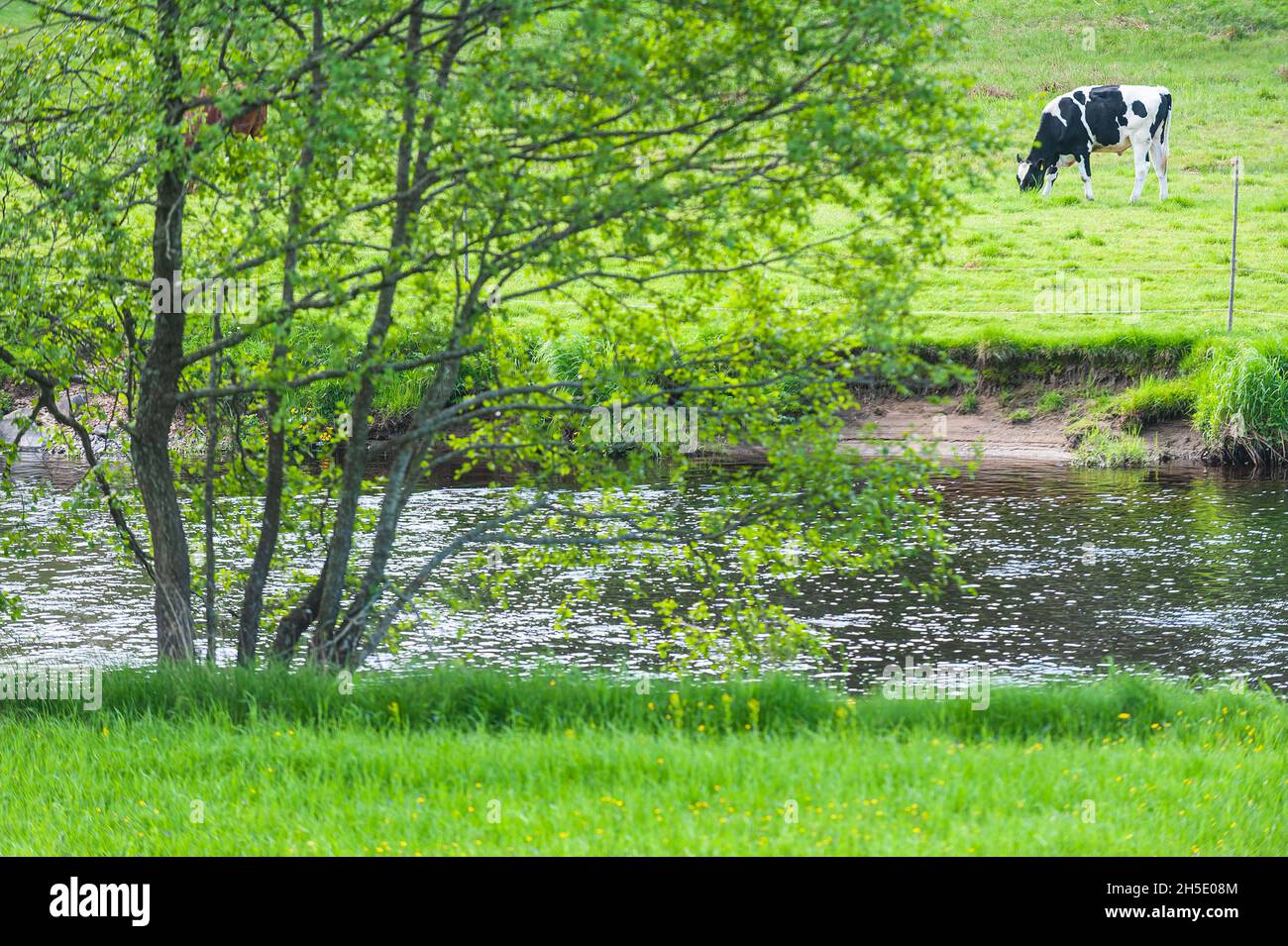 Tree and river in front of cow Stock Photo - Alamy