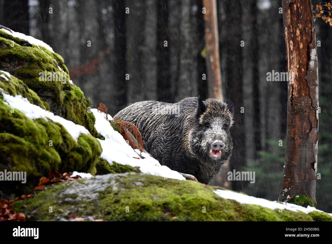 Pigs, booking mast, Buchenwald, real pigs, cloven-hoofed animals, sow ...
