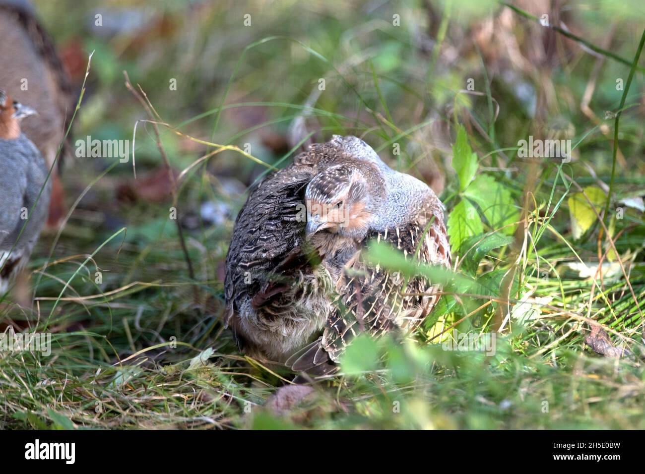 Pheasant-like, partridges, Galliformes, chickens, gallinaceous bird ...