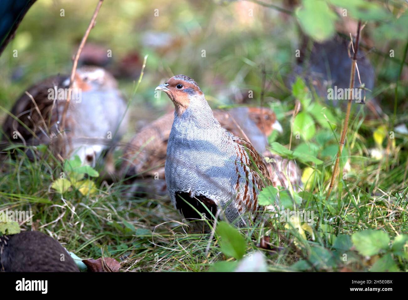 Gallinaceous b hi-res stock photography and images - Alamy