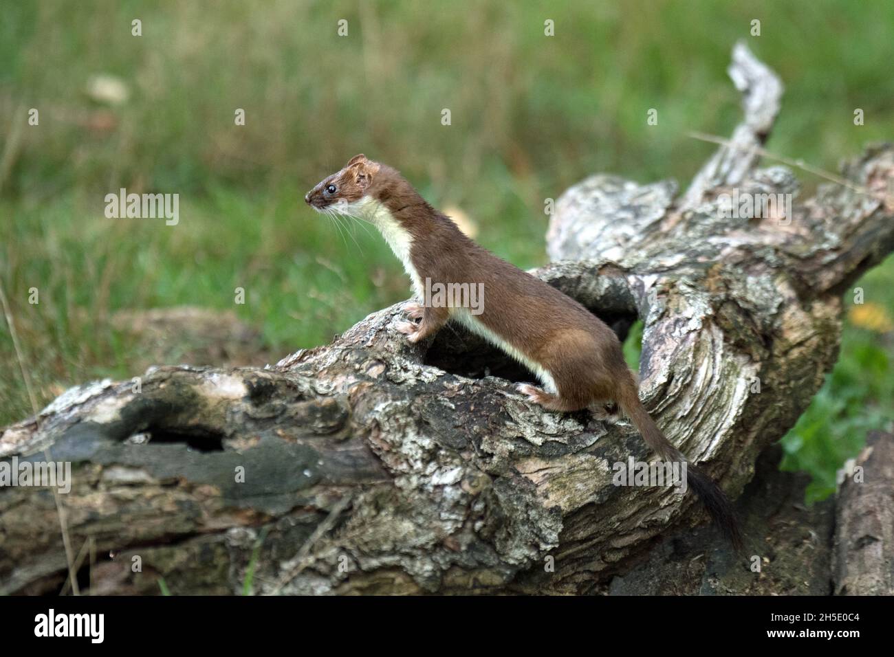 Local predator, endemic animal, agile robber, big mouse weasel, big ...