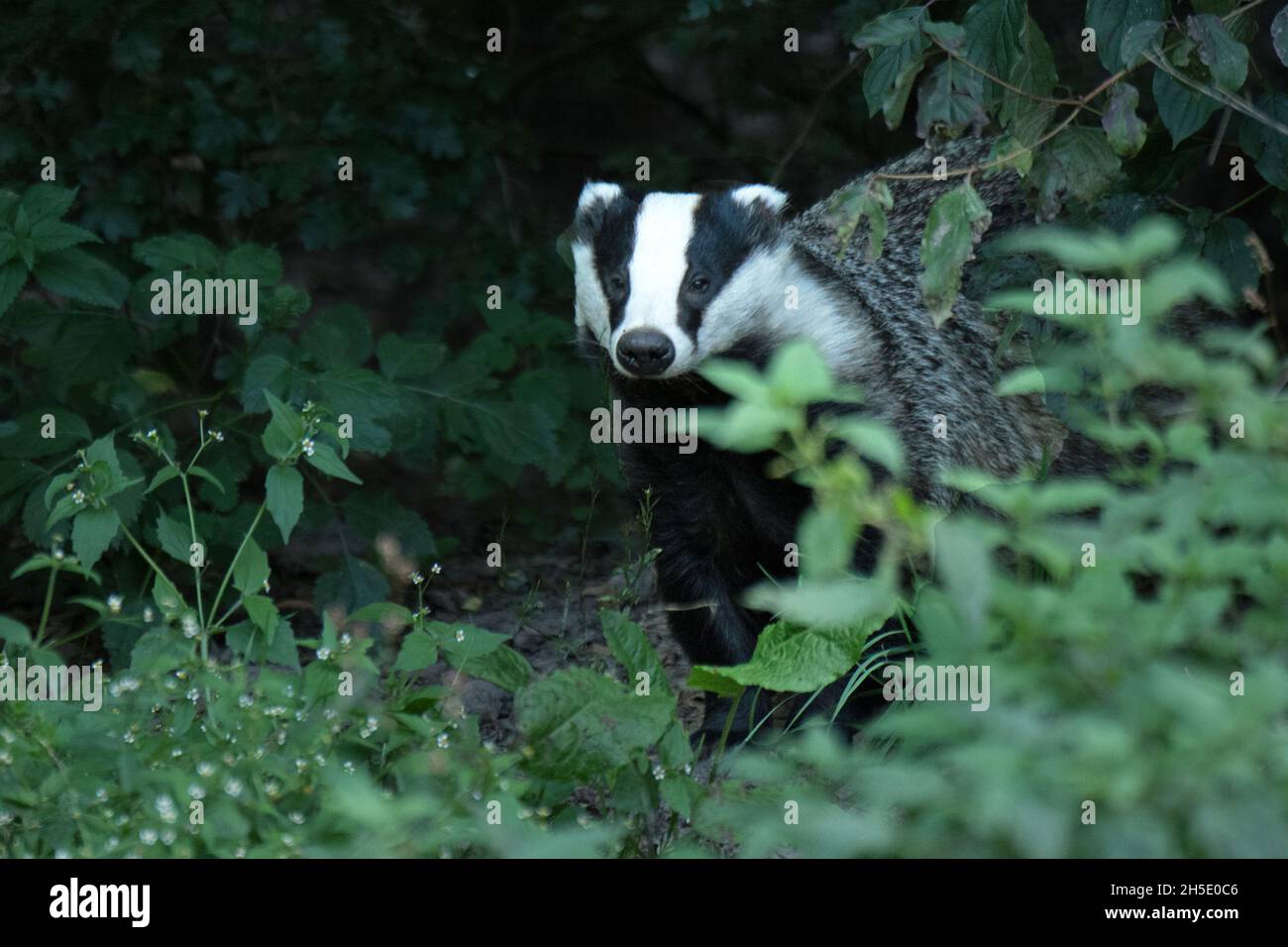 Badger, European badger, great marten, doggy, martens, marten-like ...