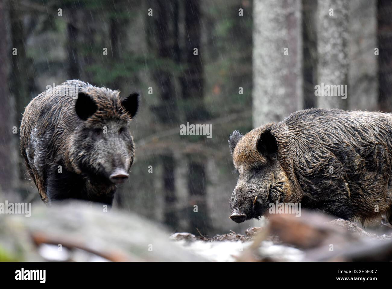 Pigs, booking mast, Buchenwald, real pigs, cloven-hoofed animals, sow ...