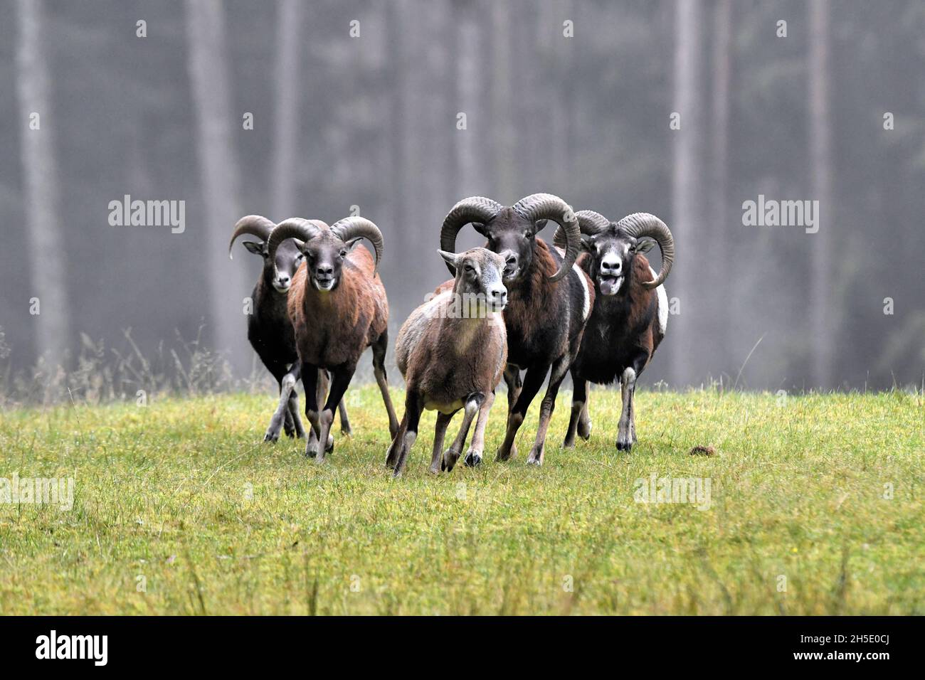 Mountain sheep, rut of the Mufflons, ruttish Arieses, horn-rimmed ...
