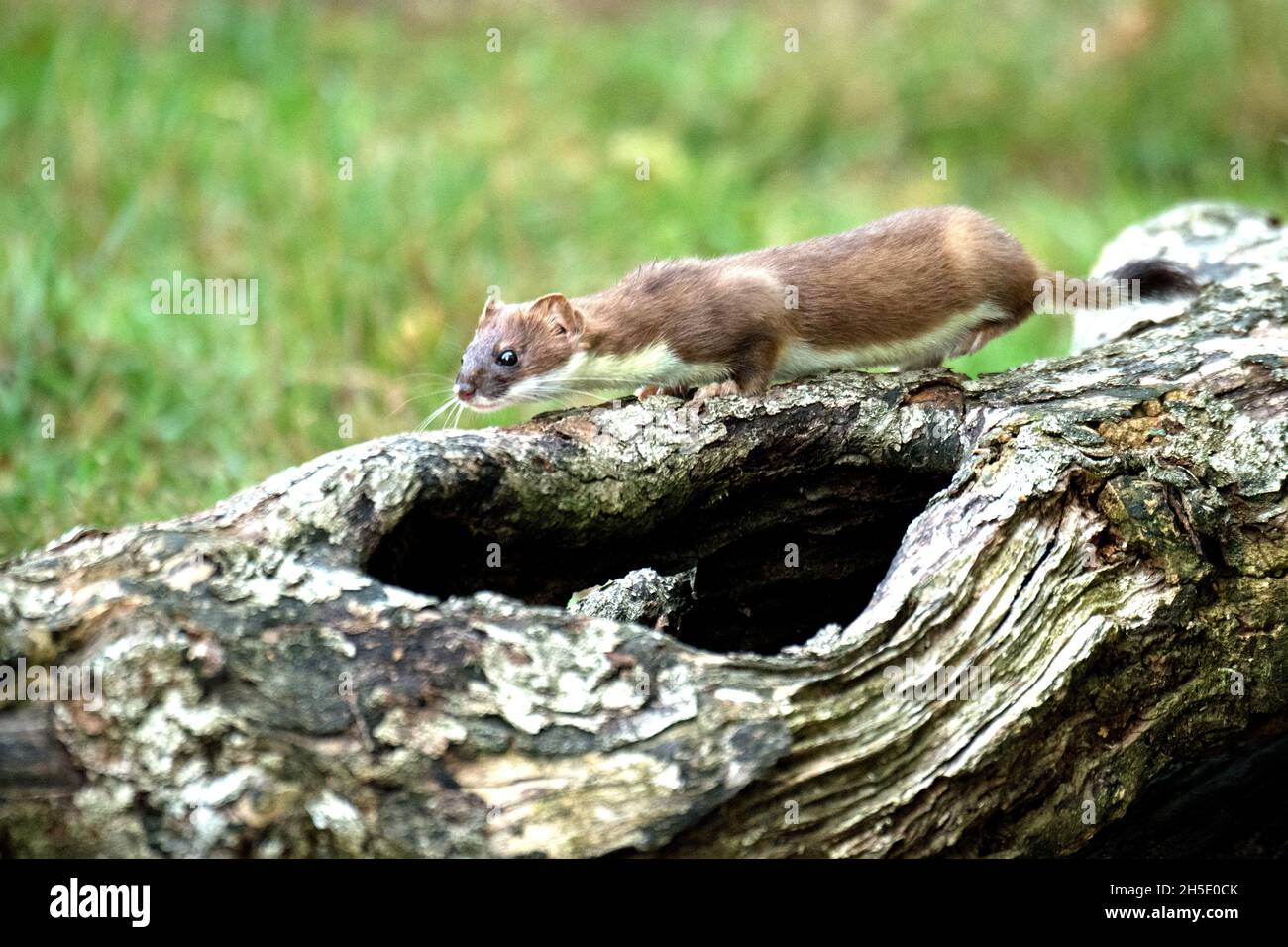 Local predator, endemic animal, agile robber, big mouse weasel, big ...