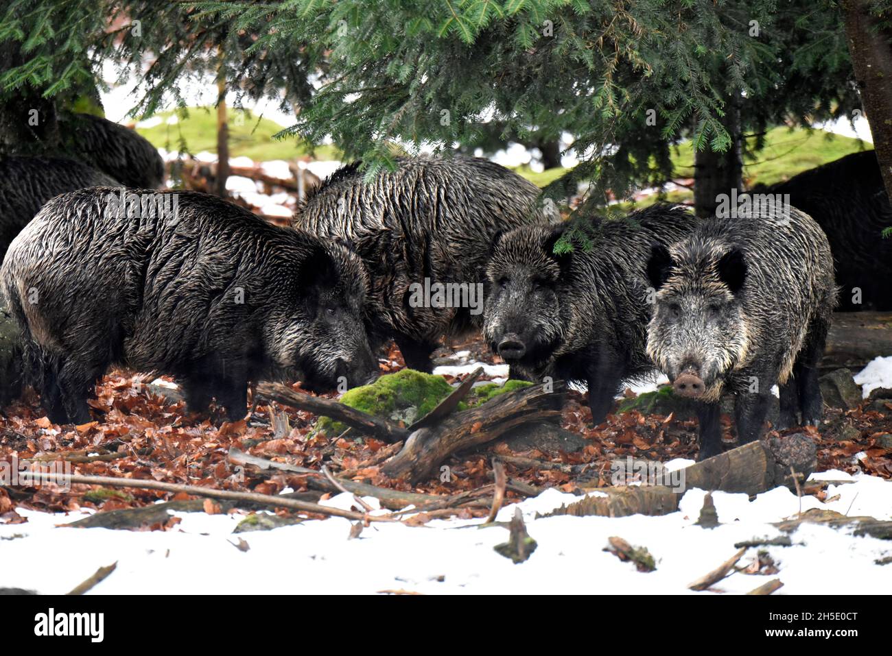 Pigs, booking mast, Buchenwald, real pigs, cloven-hoofed animals, sow ...