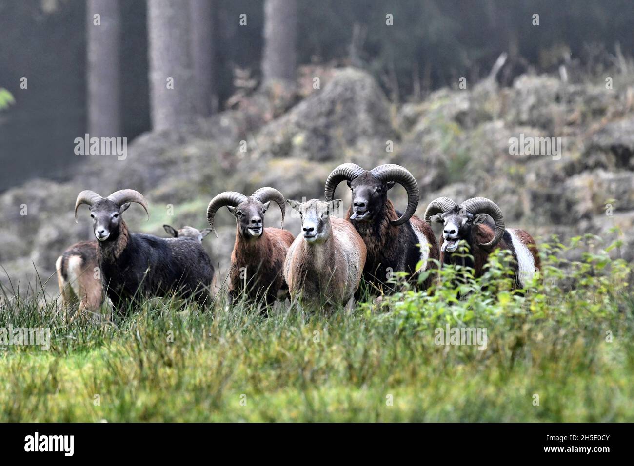 Mountain sheep, rut of the Mufflons, ruttish Arieses, horn-rimmed ...
