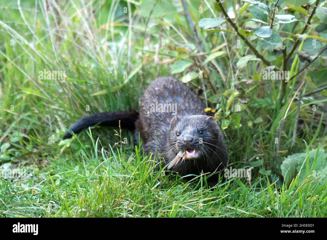 Amerikanischr mink, threatened animal species, immigrant animal species ...