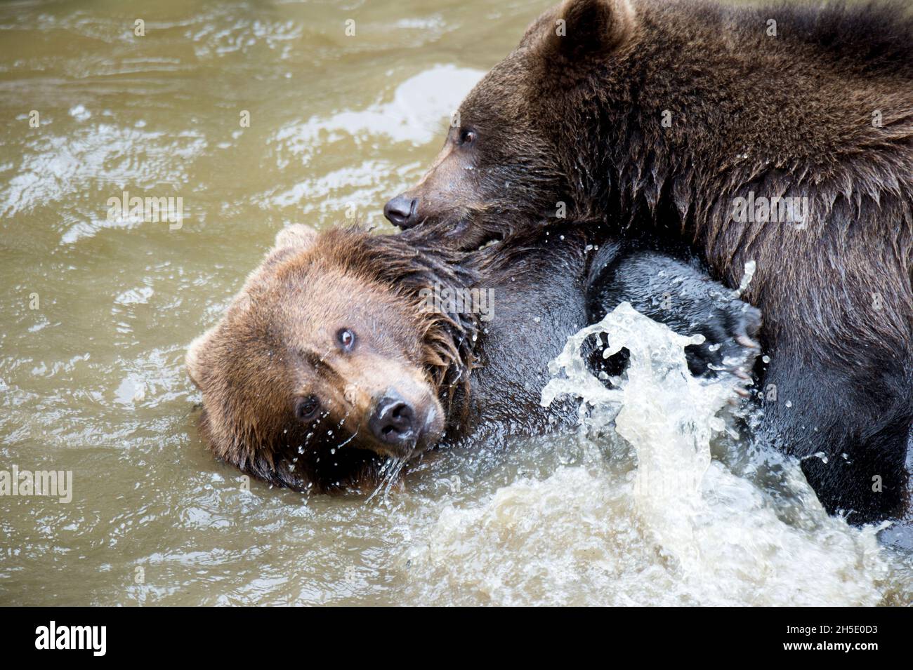 Brown bear, brown bear in the water, brown bears, bear, bear in summer ...