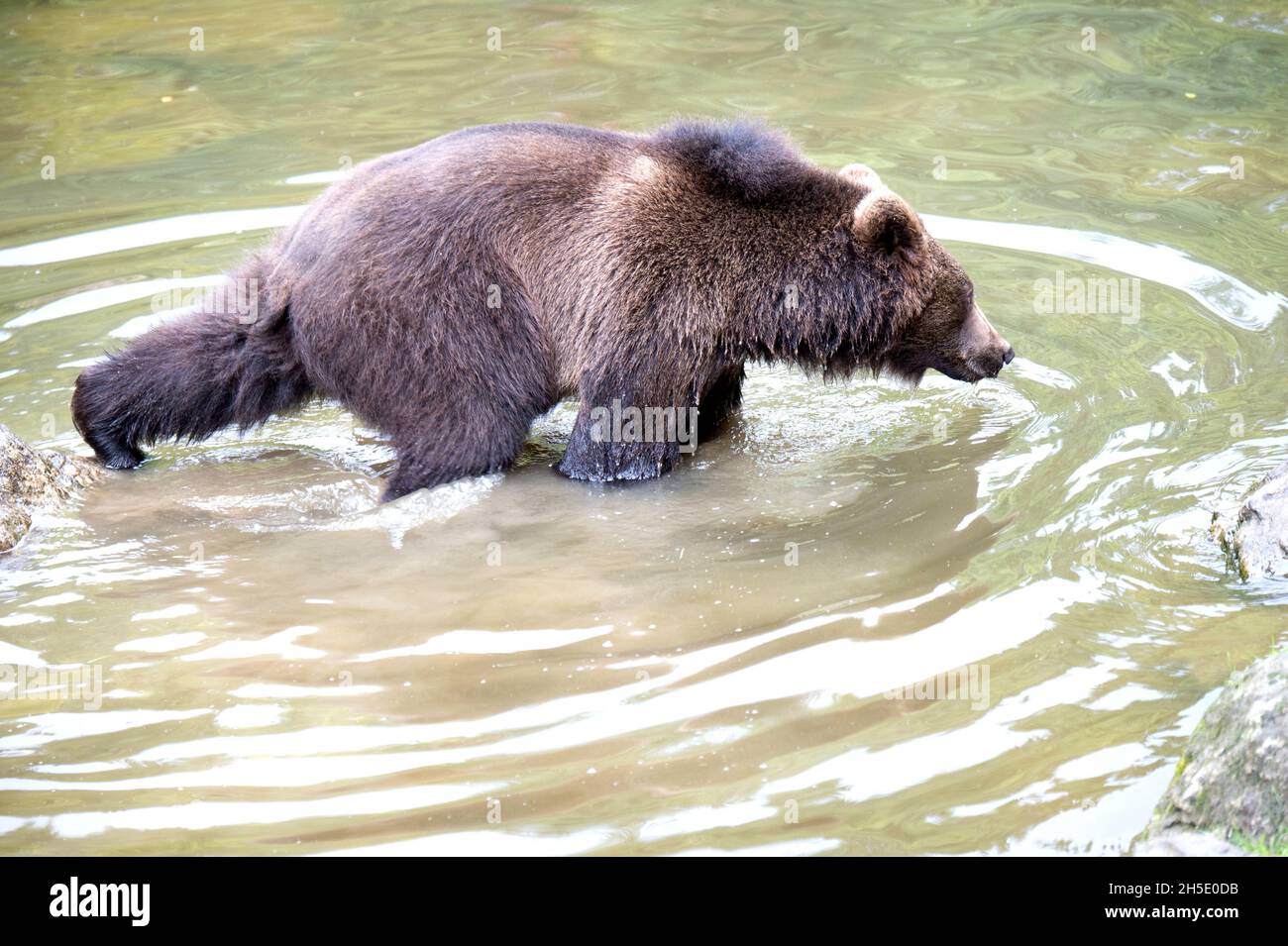 Brown bear, brown bear in the water, brown bears, bear, bear in summer ...