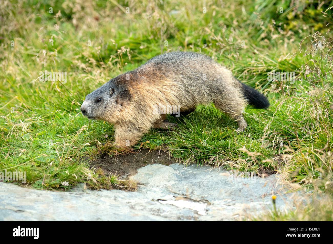 Alpine high mountain groundhogs in autumn, alp groundhog, real ...