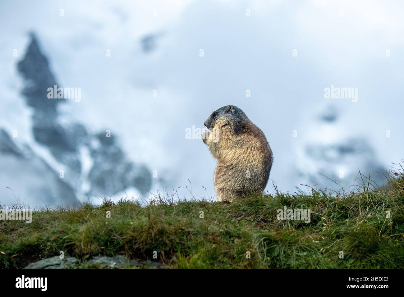Alpine high mountain groundhogs in autumn, alp groundhog, real ...