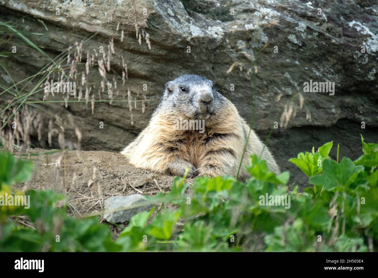 Alpine high mountain groundhogs in autumn, alp groundhog, real ...