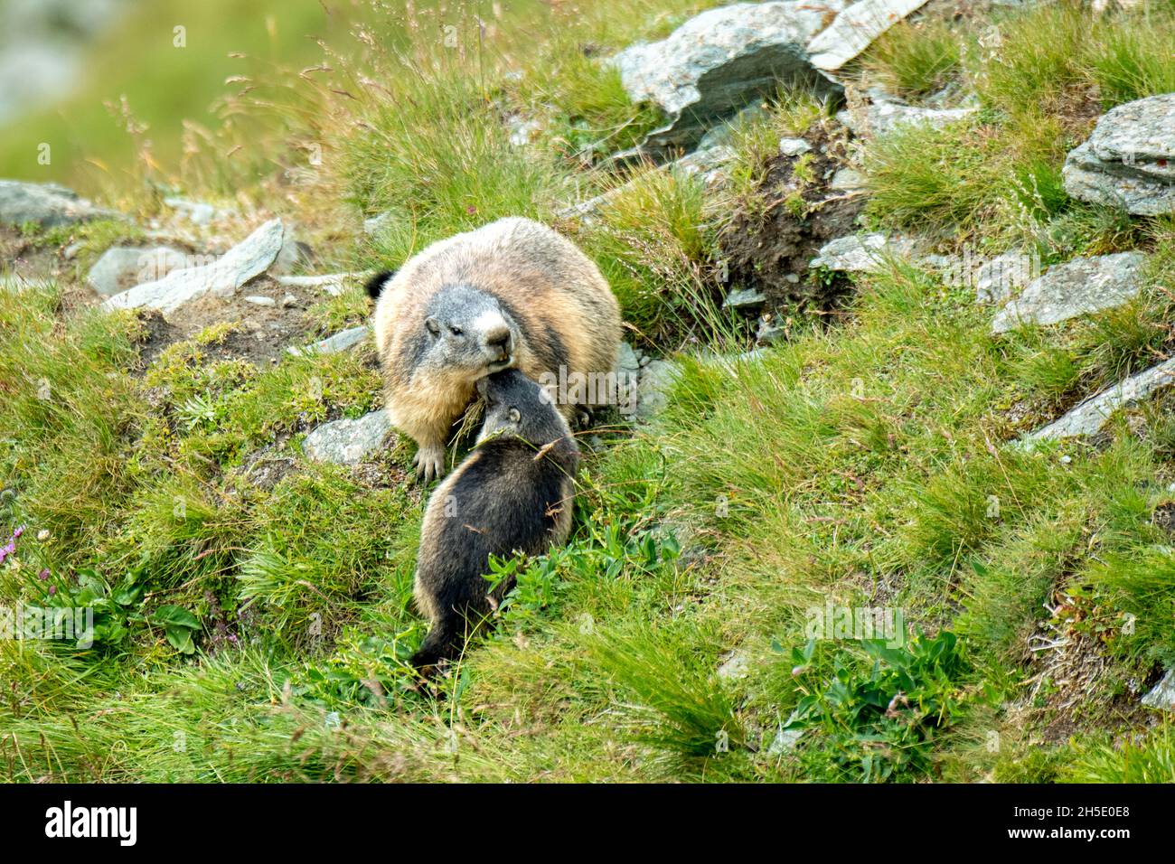 Alpine high mountain groundhogs in autumn, alp groundhog, real ...