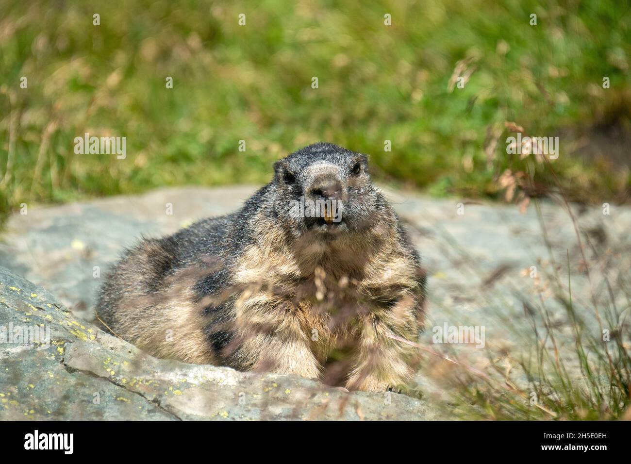 Alpine high mountain groundhogs in autumn, alp groundhog, real ...