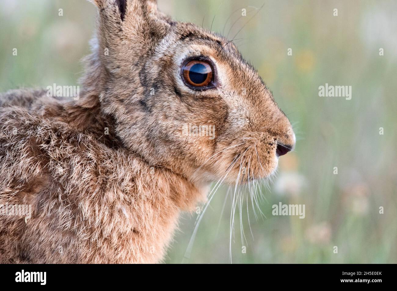 The crooked, field hare, field hare in flower meadow rodent, field hare ...