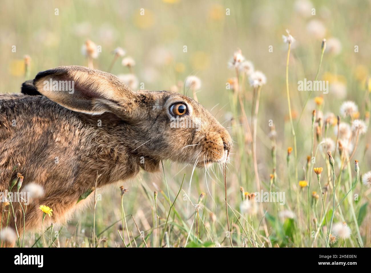 The crooked, field hare, field hare in flower meadow rodent, field hare ...