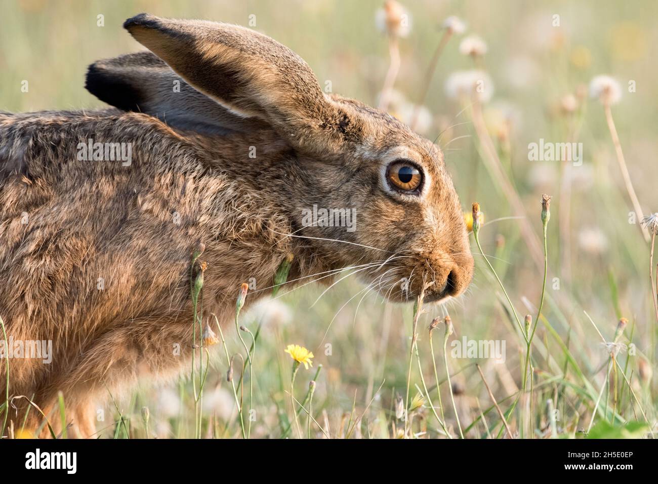The crooked, field hare, field hare in flower meadow rodent, field hare ...