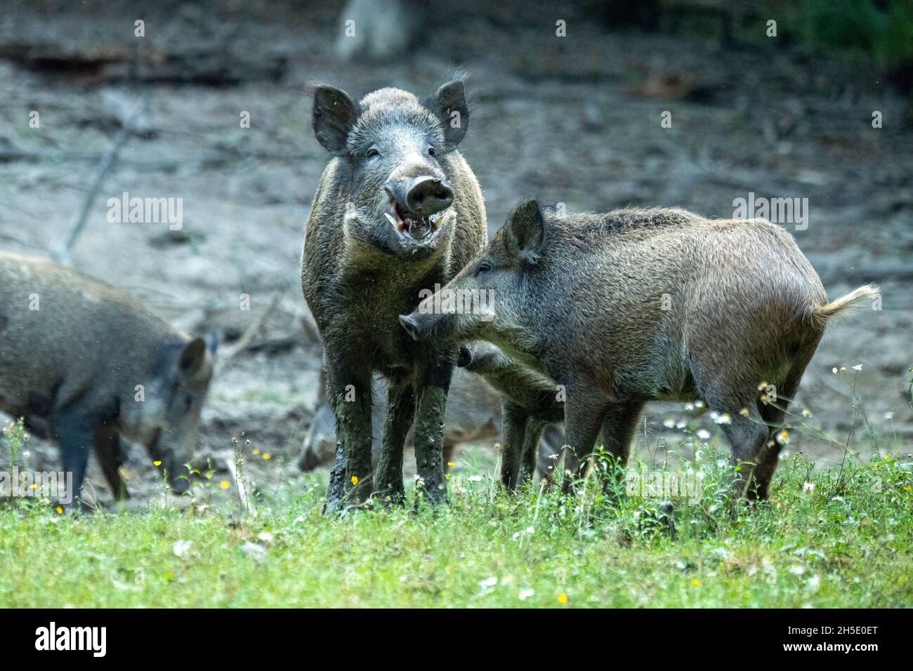 Making a mess in the wallowing hi-res stock photography and images - Alamy