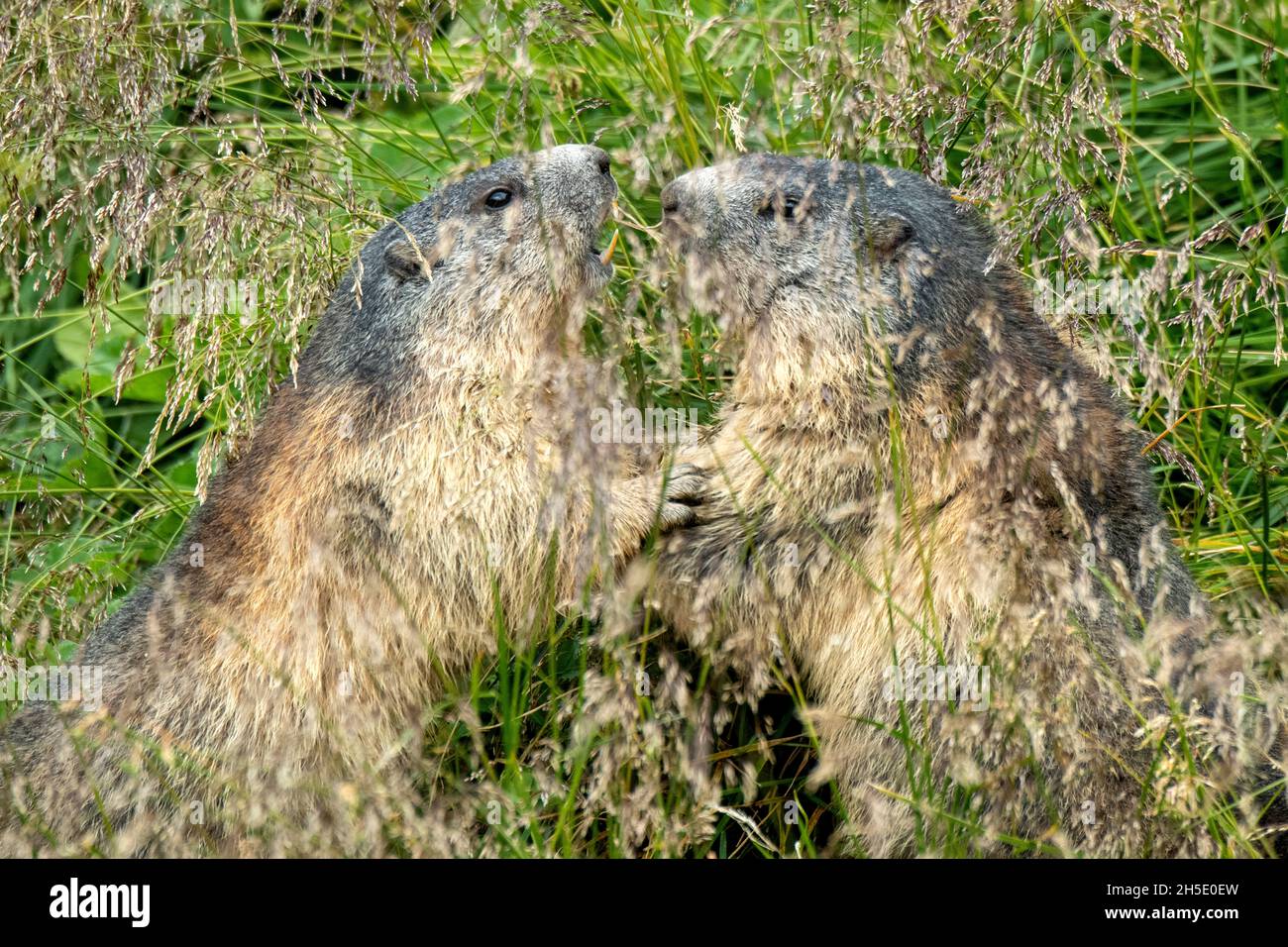 Alpine high mountain groundhogs in autumn, alp groundhog, real ...