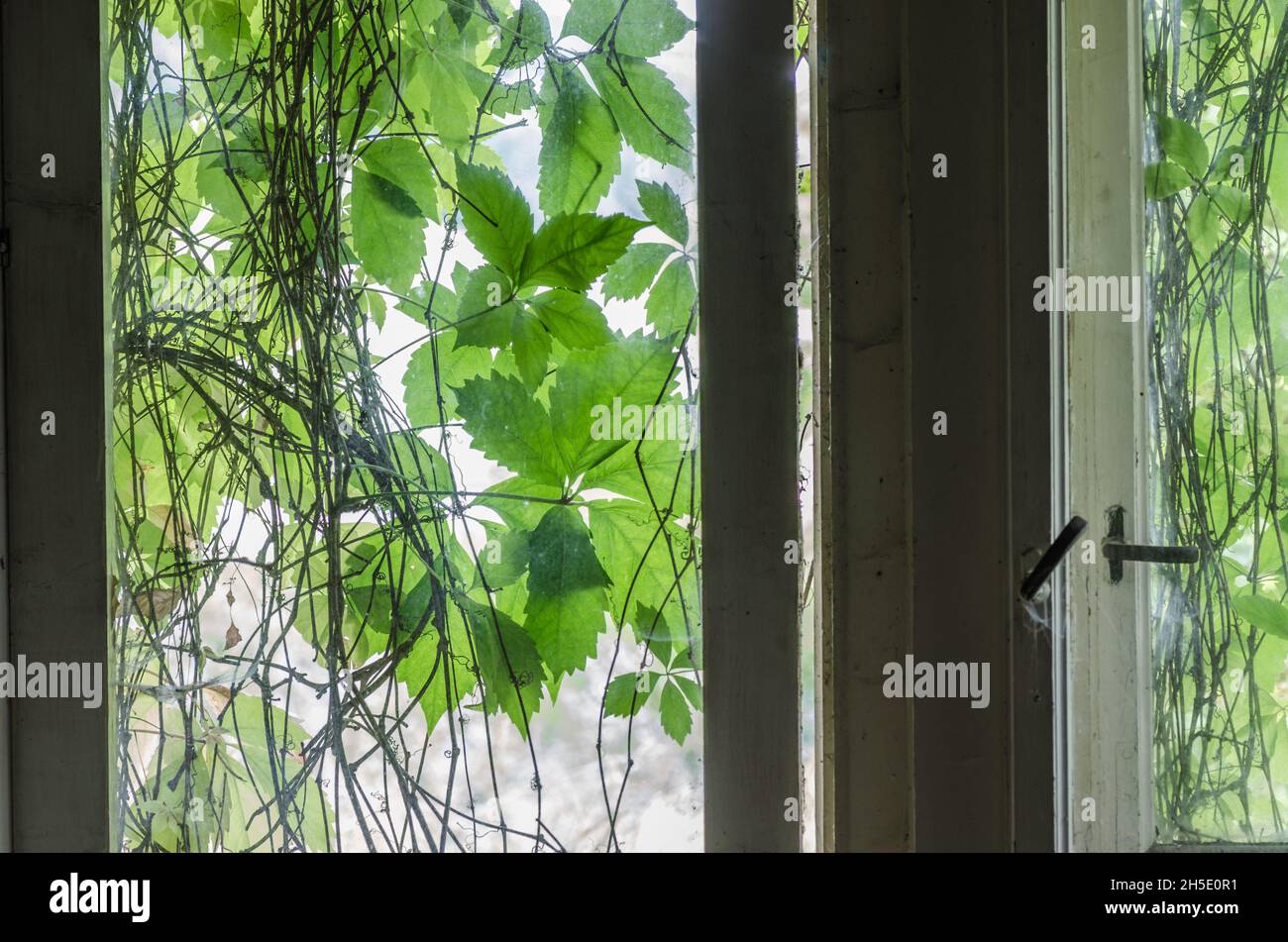 many plants in front of window in abandoned house Stock Photo - Alamy