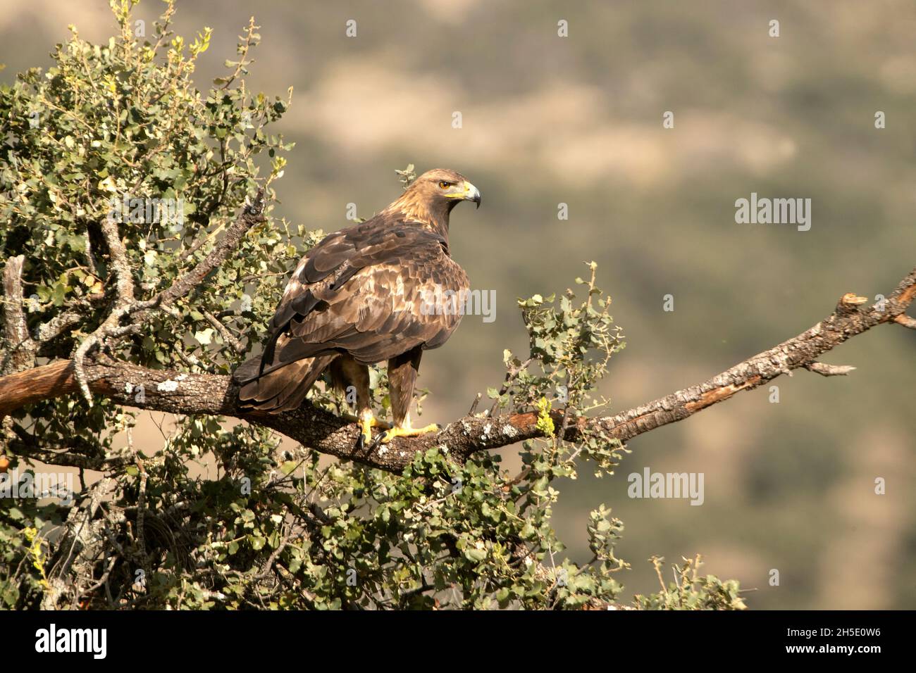 Adult female Golden eagle at her favorite watchtower atop an oak in a mountainous area of oaks ...