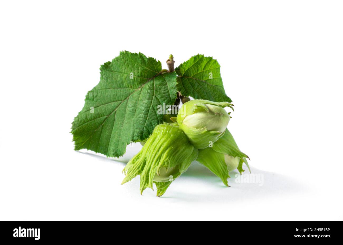 Green hazelnut nuts isolated on white Stock Photo - Alamy