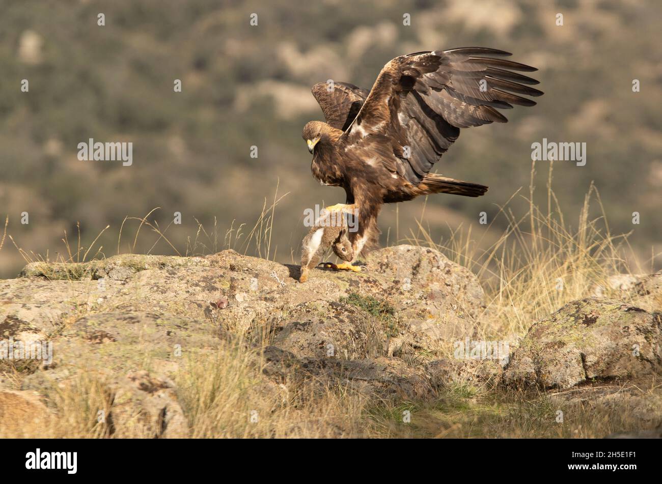 Adult female Golden eagle with a freshly caught rabbit in a mountainous ...