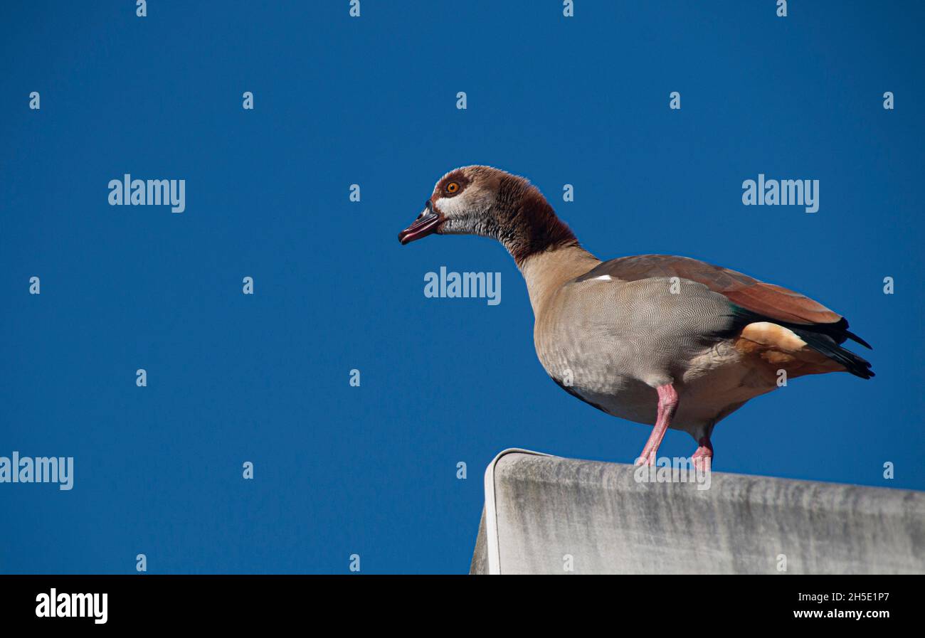 Goose on roof hi-res stock photography and images - Alamy